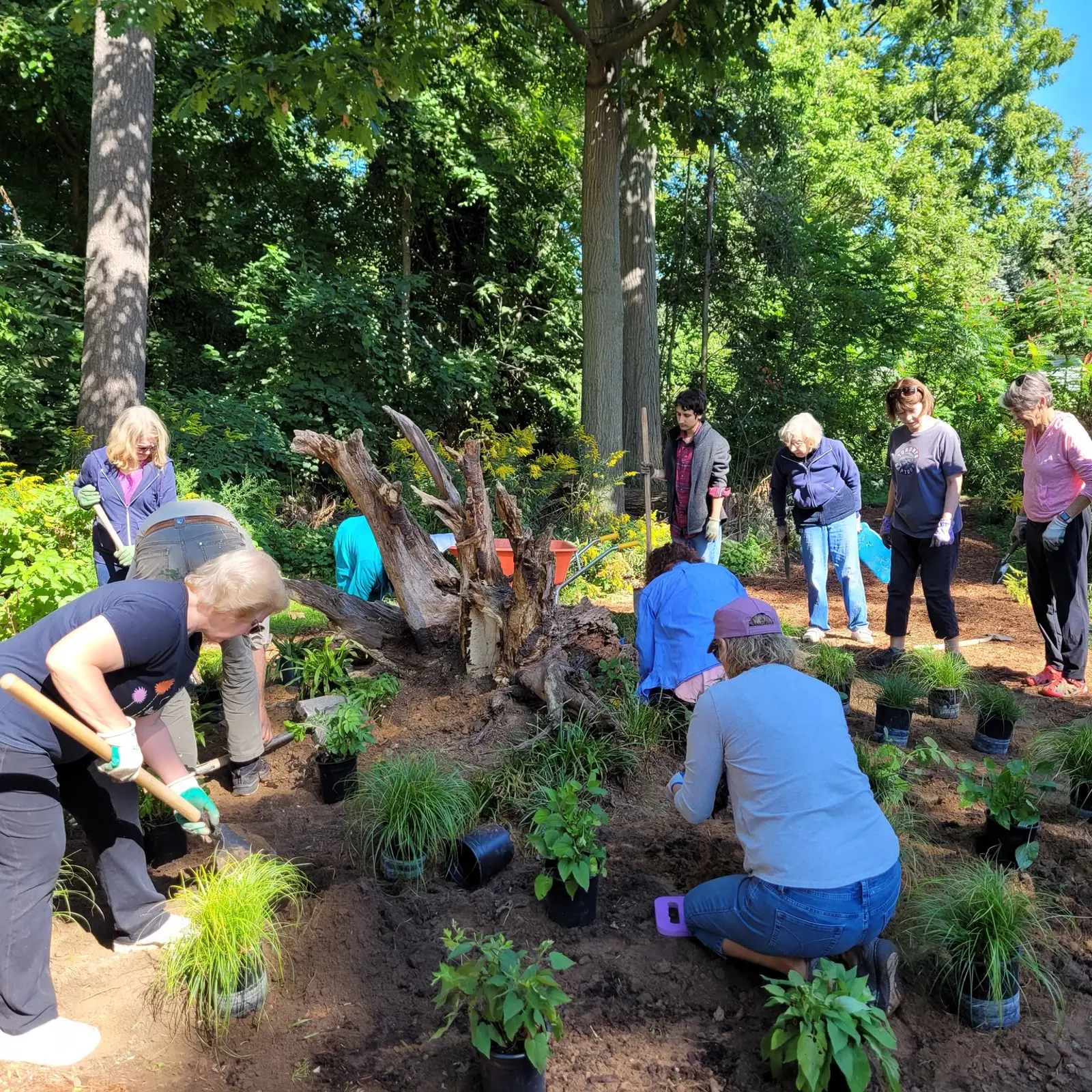 Grand Old White Oak Tree Stand | Town of Grimsby